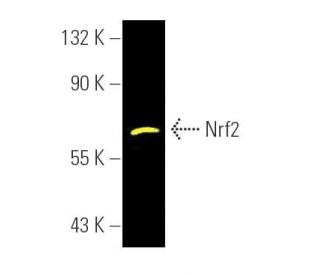 Nrf2 Antibody (A-10) - Western Blotting - Image 391209