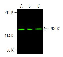 Anti-NSD2 Antibody (G-12) | SCBT - Santa Cruz Biotechnology