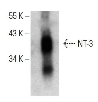 NT-3 Antibody (A-4) | SCBT - Santa Cruz Biotechnology