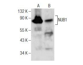 NUB1 Antibody (F-10) | SCBT - Santa Cruz Biotechnology