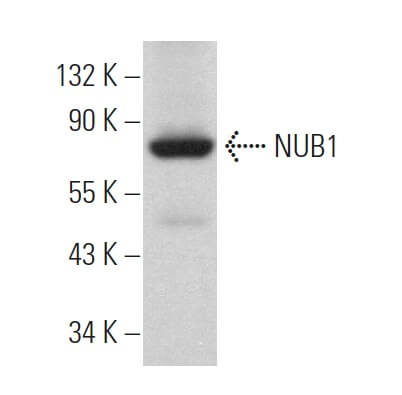 Anti-NUB1 Antibody (F-10) | SCBT - Santa Cruz Biotechnology