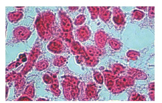 Nuclear Fast Red | CAS 6409-77-4 | SCBT - Santa Cruz Biotechnology