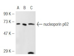 Anti-nucleoporin p62 Antibody (C-9) | SCBT - Santa Cruz Biotechnology