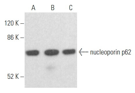 Anti-nucleoporin p62 Antibody (C-9) | SCBT - Santa Cruz Biotechnology