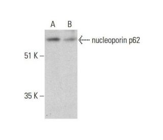 nucleoporin p62 Antibody (D-8) | SCBT - Santa Cruz Biotechnology