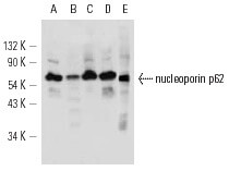 nucleoporin p62 Antibody (E-4) | SCBT - Santa Cruz Biotechnology