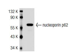 Anti-nucleoporin p62 Antibody (E-4) | SCBT - Santa Cruz Biotechnology