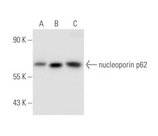 nucleoporin p62 Antibody (E-4) | SCBT - Santa Cruz Biotechnology