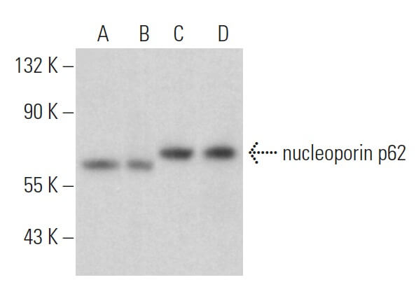 nucleoporin p62 Antibody (E-4) | SCBT - Santa Cruz Biotechnology