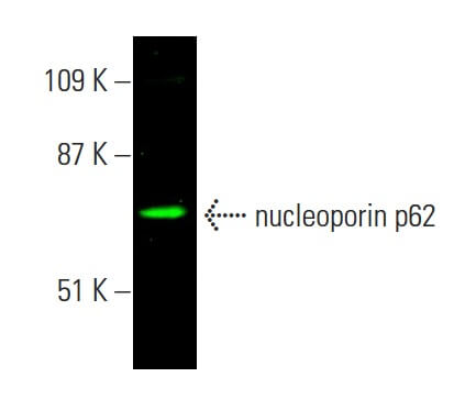 nucleoporin p62 Antibody (E-4) | SCBT - Santa Cruz Biotechnology