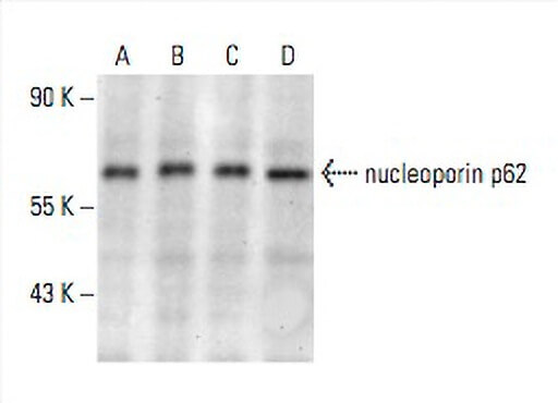 nucleoporin p62 Antibody (E-4) | SCBT - Santa Cruz Biotechnology