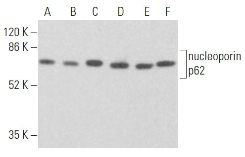 nucleoporin p62 Antibody (G-8) | SCBT - Santa Cruz Biotechnology