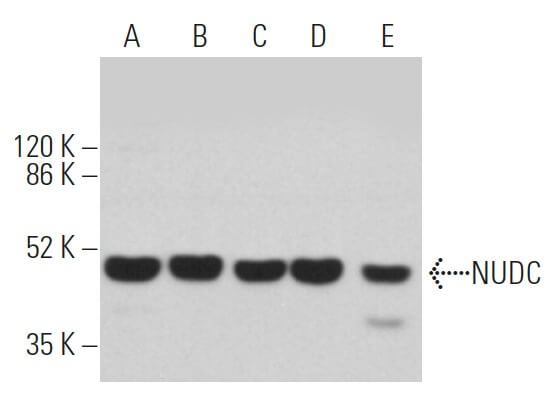 NUDC Antibody (C-3) | SCBT - Santa Cruz Biotechnology