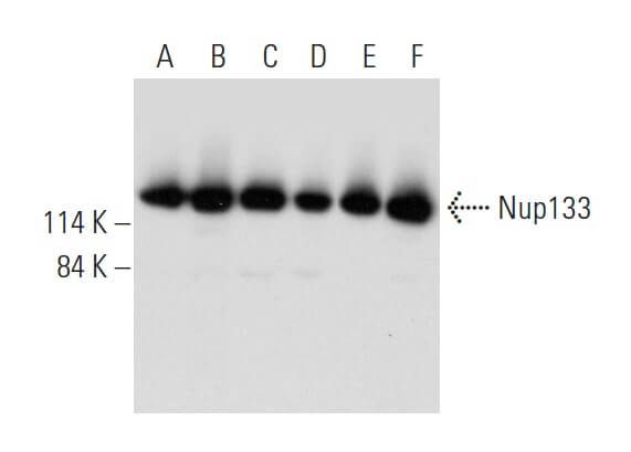 Nup133 Antibody (E-6) | SCBT - Santa Cruz Biotechnology