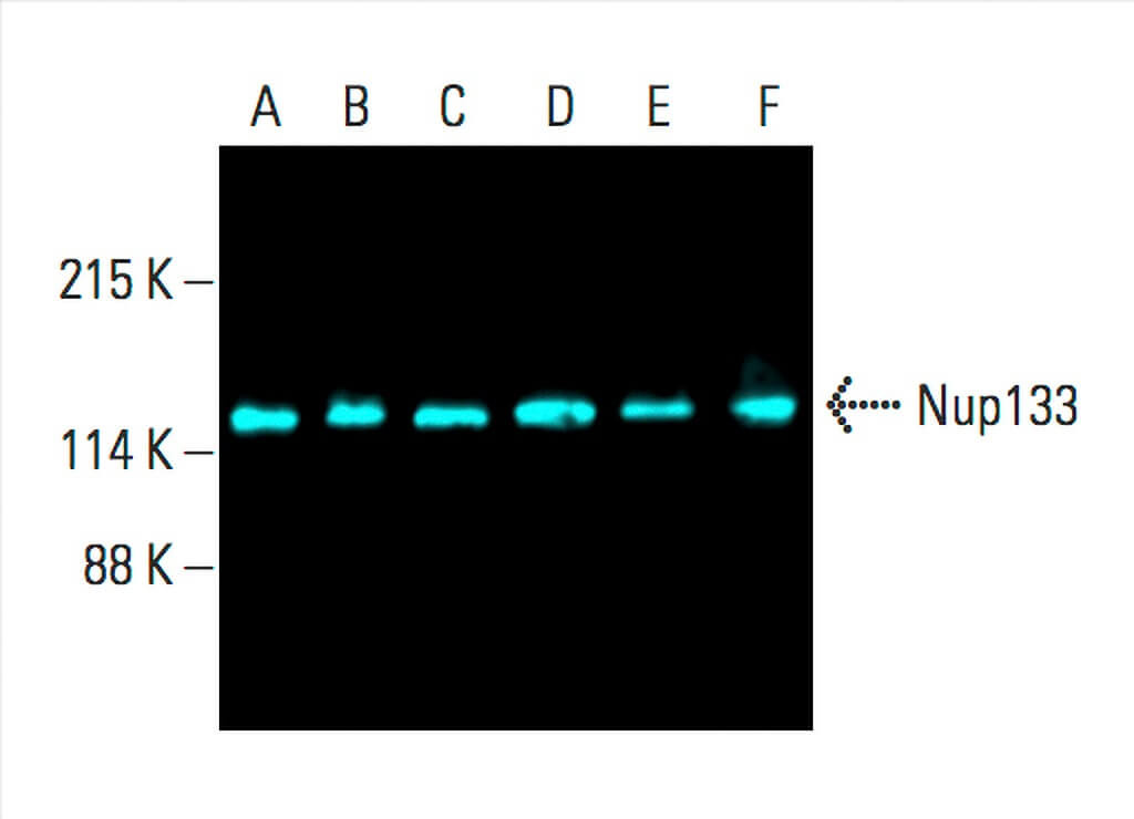 Anti-Nup133 Antibody (E-6) | SCBT - Santa Cruz Biotechnology