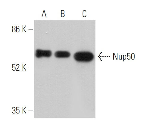Anti-Nup50 Antibody (G-4) | SCBT - Santa Cruz Biotechnology
