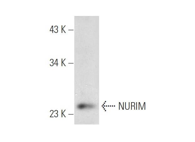 NURIM Antibody (B-1) | SCBT - Santa Cruz Biotechnology