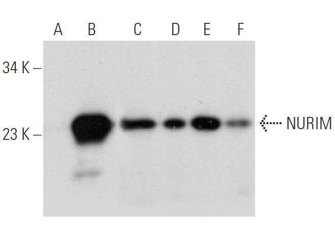 NURIM Antibody (E-11) | SCBT - Santa Cruz Biotechnology