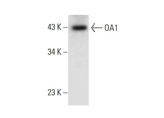 OA1 Antibody (C-6) | SCBT - Santa Cruz Biotechnology