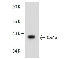 Oas1a Antibody (C-5) | SCBT - Santa Cruz Biotechnology