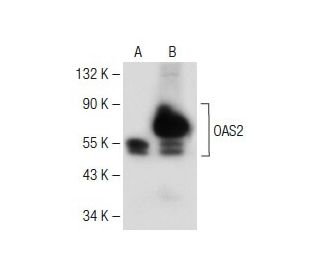 OAS2 Antibody (C-1) | SCBT - Santa Cruz Biotechnology