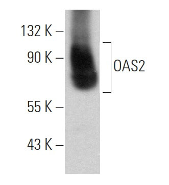 OAS2 Antibody (C-1) | SCBT - Santa Cruz Biotechnology