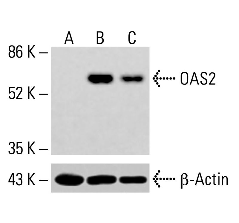 OAS2 Antibody (C-1) | SCBT - Santa Cruz Biotechnology