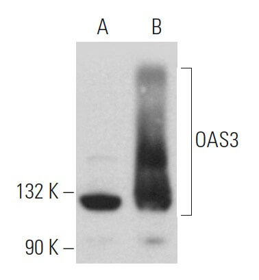 Anti-OAS3 Antibody (D-7) | SCBT - Santa Cruz Biotechnology