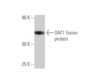 OAT1 Antibody (1F2) - Western Blotting - Image 348997