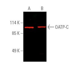 OATP-C Antibody (A-3) - Western Blotting - Image 389596