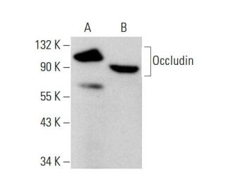 Occludin Antibody (E-5) - Western Blotting - Image 377478