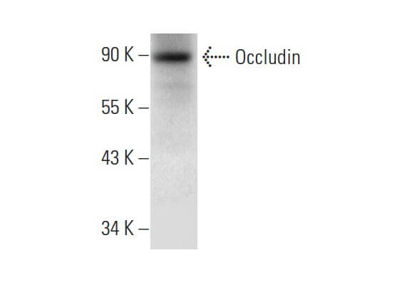 Anti-Occludin Antibody (F-7) | SCBT - Santa Cruz Biotechnology