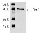Oct-1 Antibody (C-21) | SCBT - Santa Cruz Biotechnology