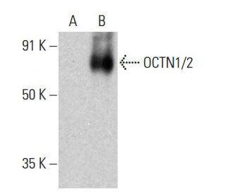 OCTN1/2 Antibody (H-9) | SCBT - Santa Cruz Biotechnology