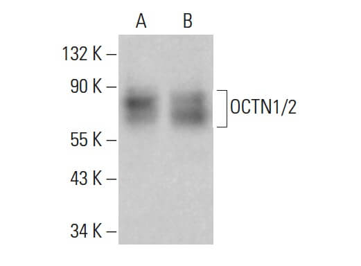 OCTN1/2 Antibody (H-9) | SCBT - Santa Cruz Biotechnology
