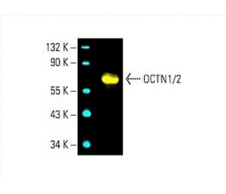 OCTN1/2 Antibody (H-9) | SCBT - Santa Cruz Biotechnology