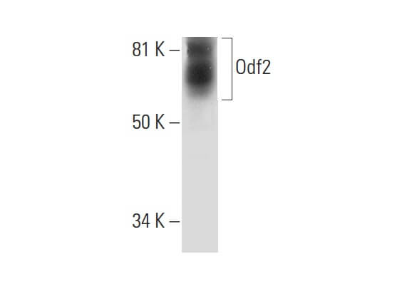 Anti-Odf2 Antibody (G-2) | SCBT - Santa Cruz Biotechnology