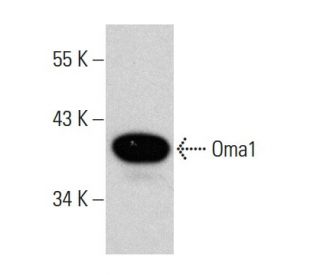 Oma1 Antibody (H-11) - Western Blotting - Image 364827