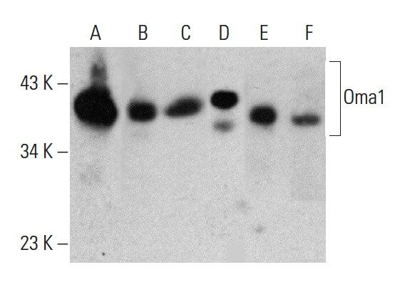 Oma1 Antibody (H-11) | SCBT - Santa Cruz Biotechnology