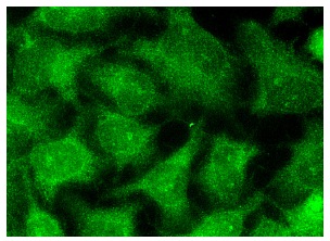 Anti-OMP Antibody (B-6) | SCBT - Santa Cruz Biotechnology
