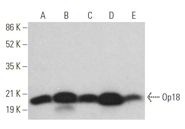 Anti-Op18 Antibody (A-4) | SCBT - Santa Cruz Biotechnology