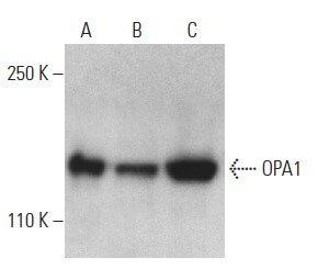 Anti-OPA1 Antibody (D-9) | SCBT - Santa Cruz Biotechnology