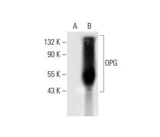 OPG Antibody (E-10) - Western Blotting - Image 289480