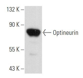 Optineurin抗体 (C-1) | SCBT - Santa Cruz Biotechnology