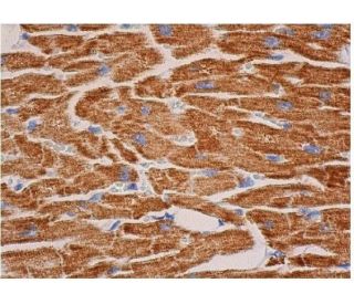 osteocalcin Antibody (G-5) - Immunohistochemistry - Image 353833