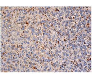 osteocalcin Antibody (G-5) - Immunohistochemistry - Image 353834