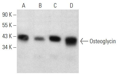 Osteoglycin Antibody (E-9) | SCBT - Santa Cruz Biotechnology