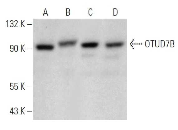 OTUD7B抗体 (H-4) | SCBT - Santa Cruz Biotechnology