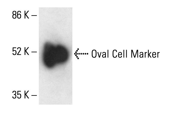 Oval Cell Marker Antibody (OV-6) | SCBT - Santa Cruz Biotechnology