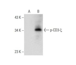 p-CD3-ζ Antibody (C415.9A) - Western Blotting - Image 74304